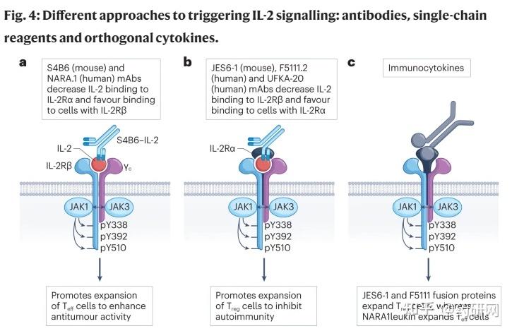 Review：治疗用细胞因子开发策略 - 知乎