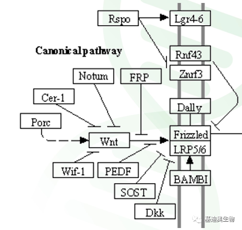 影响细胞分化的通路—Wnt信号传导通路（上） - 知乎