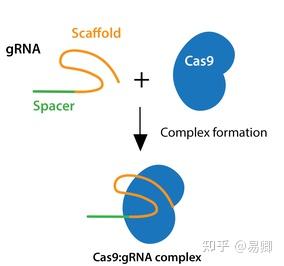 小白快速上手！CRISPR-KO系统的构建 - 知乎