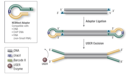 科普讲堂|谈谈Illumina mRNA测序文库构建过程 - 知乎