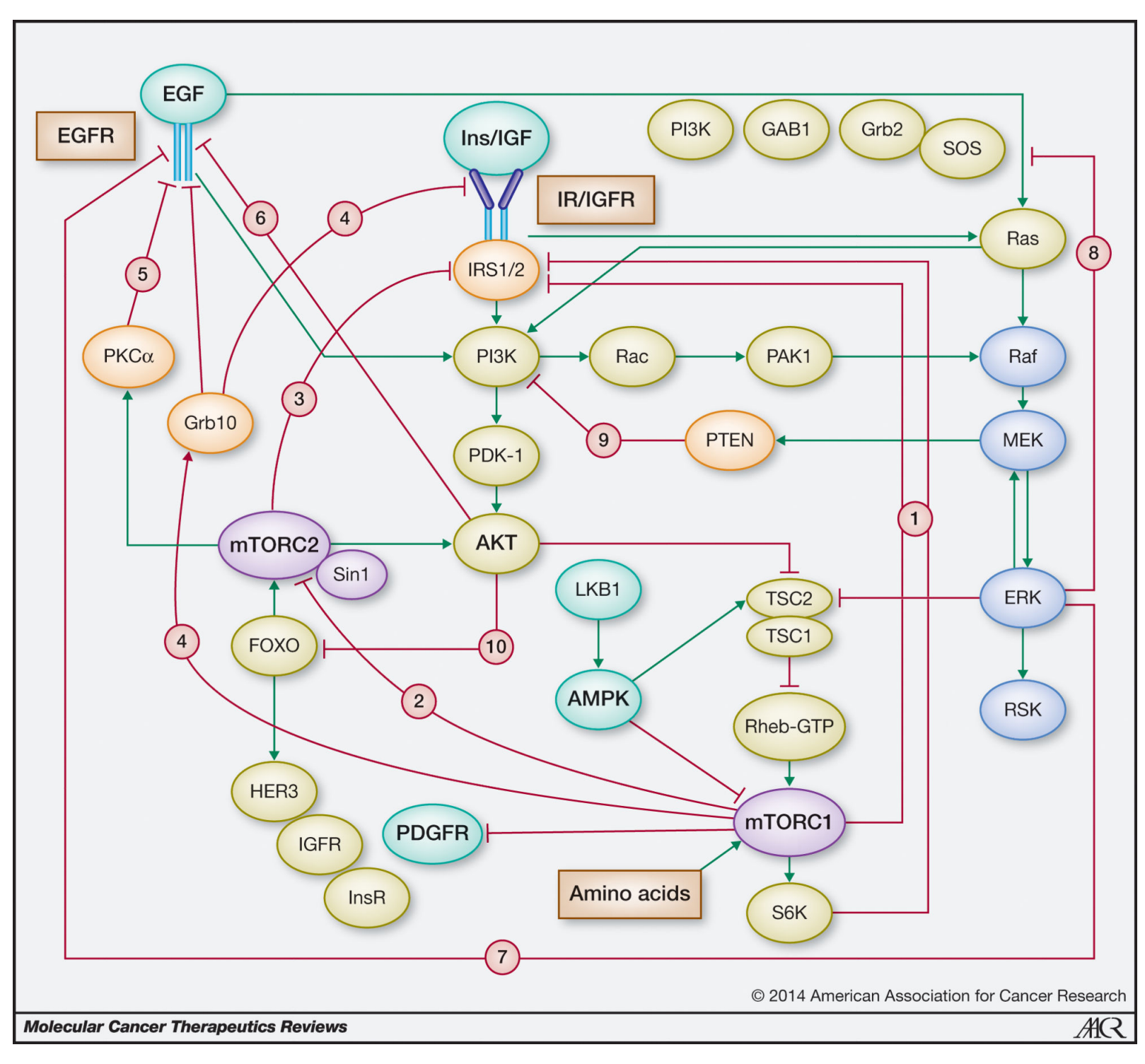 雷帕霉素(2)促癌：抑制mTOR反而促癌，是癌胞阴险还是神药无能？ - 知乎