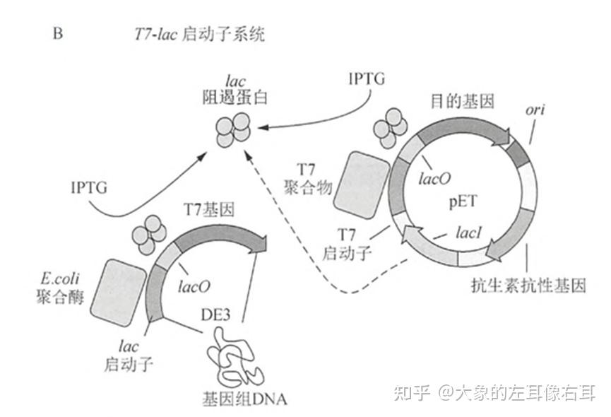 大肠杆菌表达系统——PET-T7系统 - 知乎