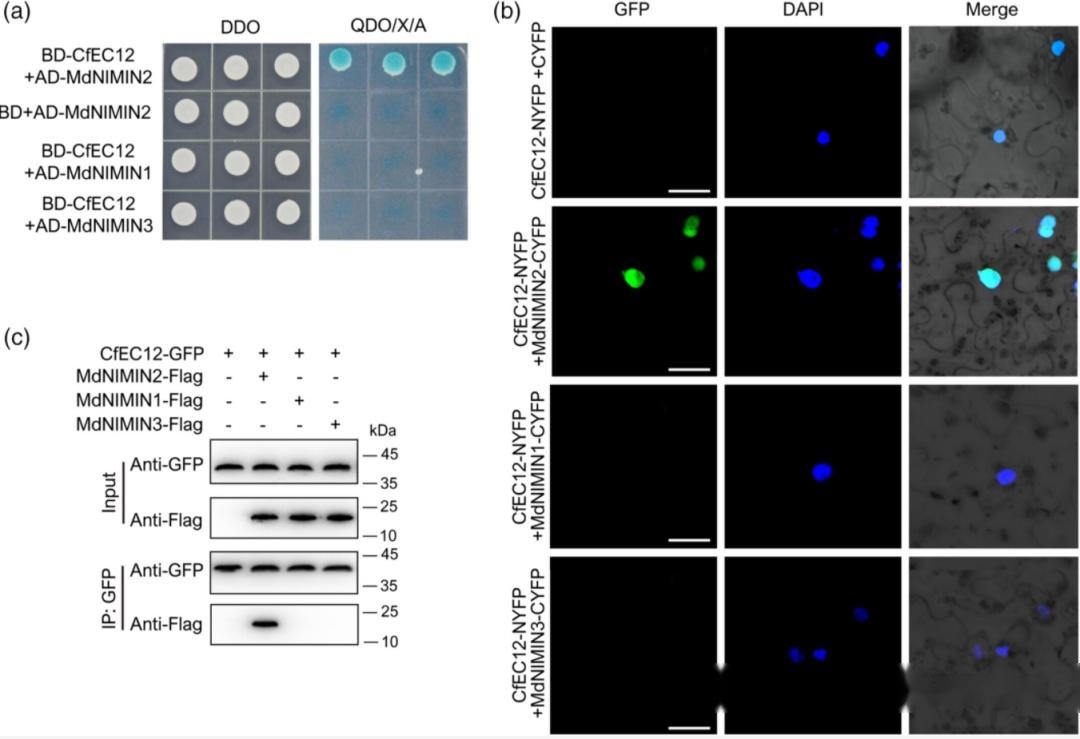 【Plant Biotech J】含有真菌CFEM的效应物靶向NPR1调节因子NIMIN2从而抑制植物免疫 - 知乎