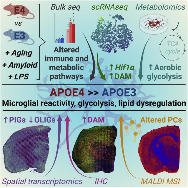 Cell Report | 应用时空组学联合揭示APOE在调节小胶质免疫代谢中的核心作用 - 知乎
