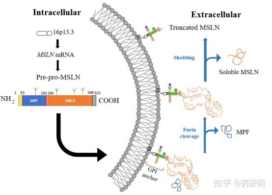 MSLN：超越实体瘤的免疫治疗靶点 - 知乎