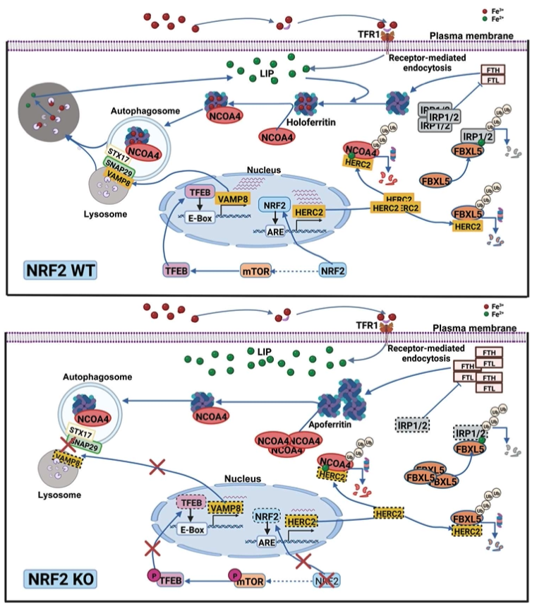 Science Advances丨NRF2 通过 HERC2 和 VAMP8 控制铁稳态和铁死亡 - 知乎