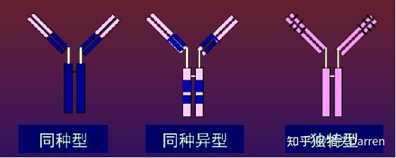 抗体基础知识学习 - 知乎