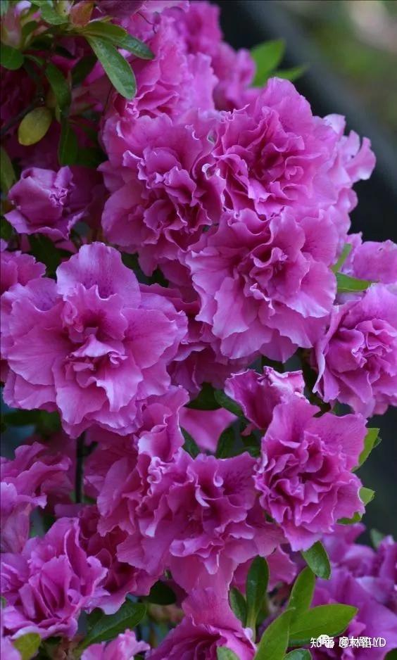 冬天里也能开花的漂亮杜鹃花 - 知乎