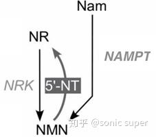 NMN/β-烟酰胺单核苷酸最全科普解答 - 知乎