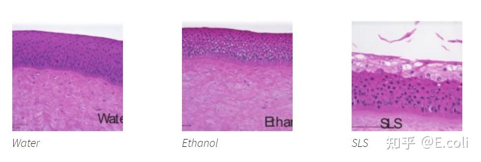 【毒理学试验】牛角膜混浊和通透性试验（BCOP） - 知乎