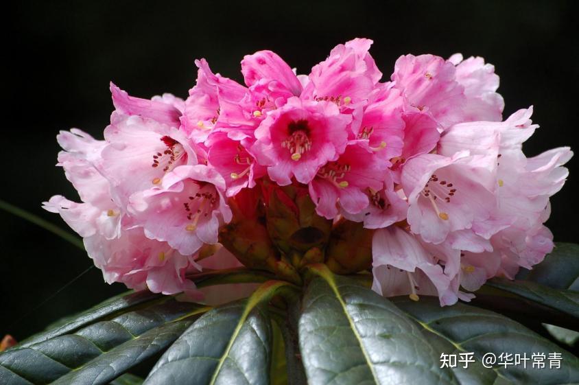 天赋异禀——杜鹃花中的巨人族（上篇）大叶类杜鹃共有两个亚组构成，大叶杜鹃亚组和杯毛杜鹃亚组，有花大、树高、叶大的特点。大树杜鹃为大叶类杜鹃代表 ...