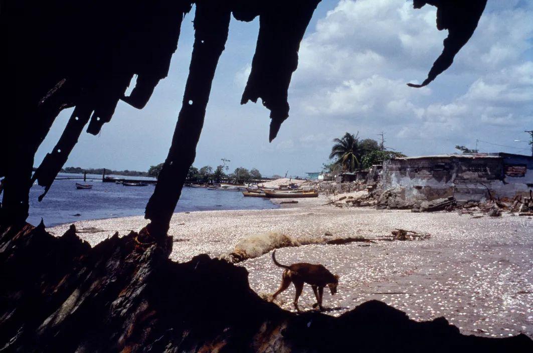 Alex Webb | 全集：99%的街拍照片都是失败的 - 知乎