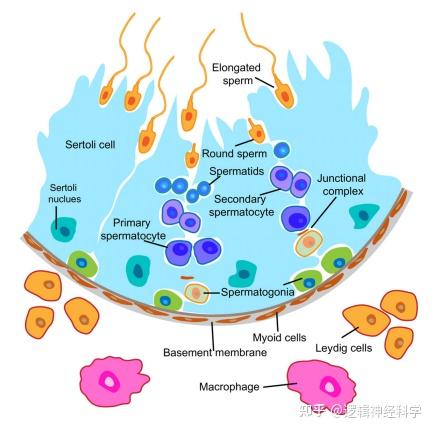 Cell Prolif 综述︱西北农林科技大学华进联团队提出UCHL1在哺乳动物卵母细胞成熟及精子发生中是一把双刃剑 - 知乎