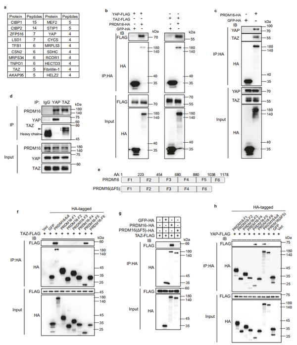 NC项目文章丨YAP/TAZ-S100B轴对米色脂肪神经的转录抑制作用 - 知乎