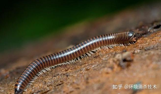 千足虫(马陆)有毒吗？要是被它蛰了怎么办？ - 知乎