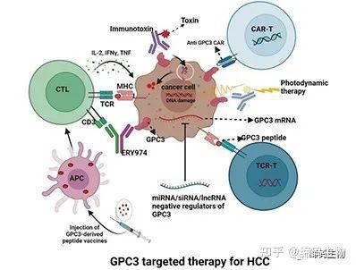 肝癌细胞治疗领域的宠儿GPC3 - 知乎