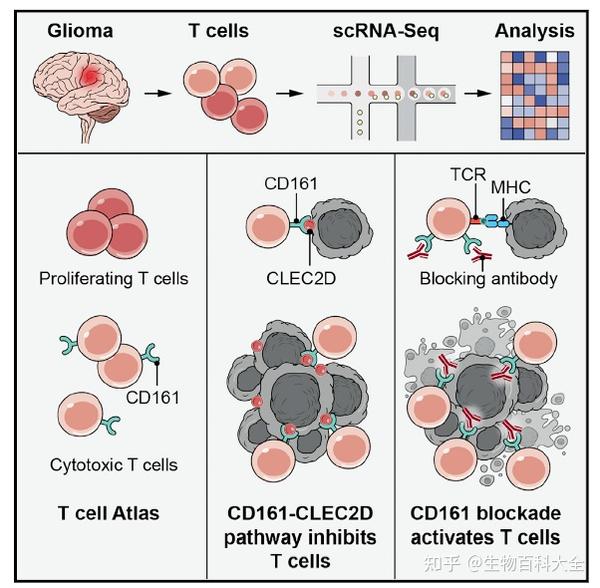 单细胞分析发现肿瘤新型免疫检查点--CD161 - 知乎