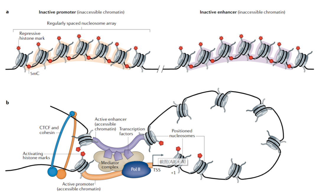 Nat Rev Genet | 细胞异质性的表观遗传基础 - 知乎
