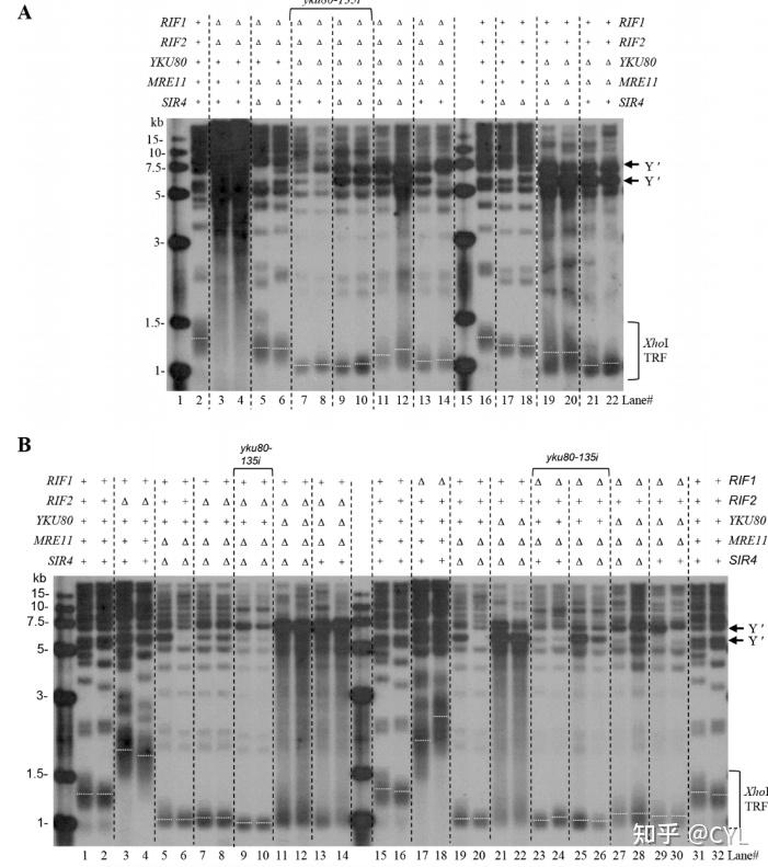 【文献翻译】Sir4缺陷通过亚端粒重组逆转细胞衰老 - 知乎