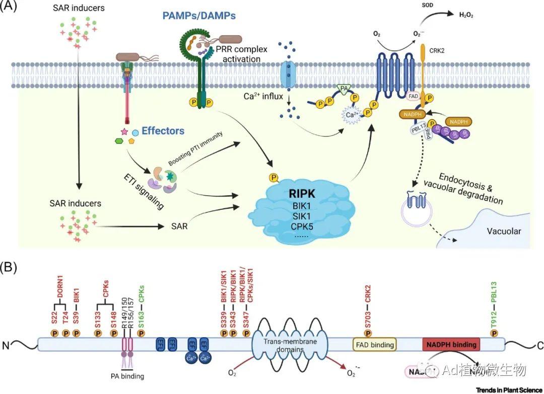 Trends in Plant Science | 植物免疫中活性氧信号传导的“燃料”！ - 知乎