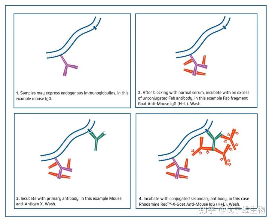 WB/ELISA/IHC/FC实验指南：如何选择合适的对照剂和封闭剂？ - 知乎