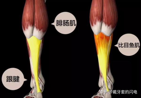快速瘦腿一劳永逸？小腿肌肉阻断术，到底是个啥？揭秘3大真相 知乎
