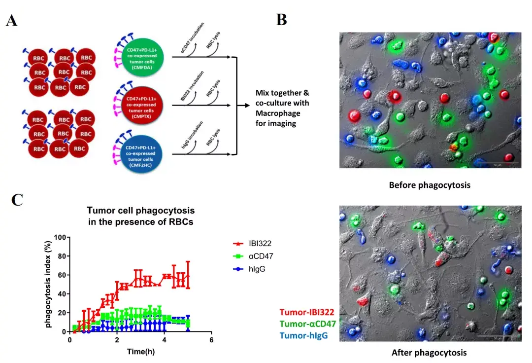 信达肿瘤选择性CD47/PD-L1双抗 - 知乎