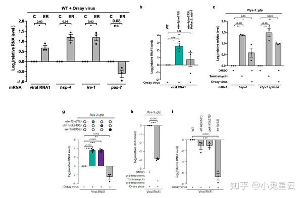 Nat Cell Biol: 内质网相关RNA沉默(ERAS)的发现 - 知乎