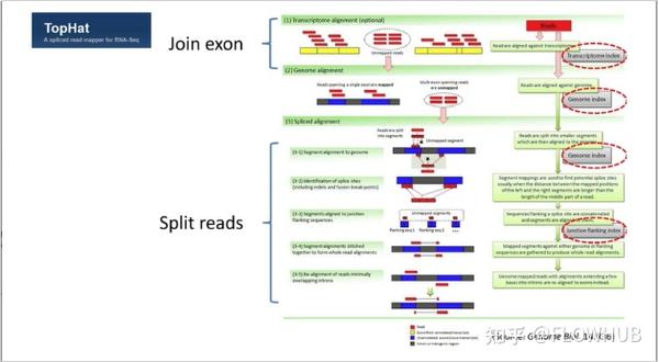 RNA测序数据回贴与组装 （RNA-Seq Mapping& Assembling） - 知乎