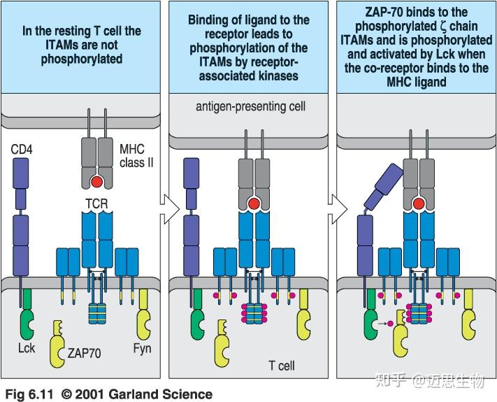 T淋巴细胞表面关键分子：CD3 - 知乎