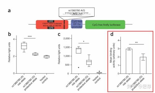 破解EMSA实验难点，通用蛋白-DNA结合分析试剂盒可以的！ - 知乎