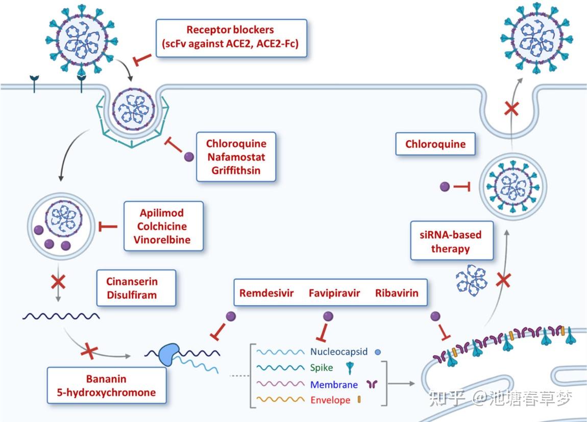 新冠病毒现有药物研究进展 - 知乎
