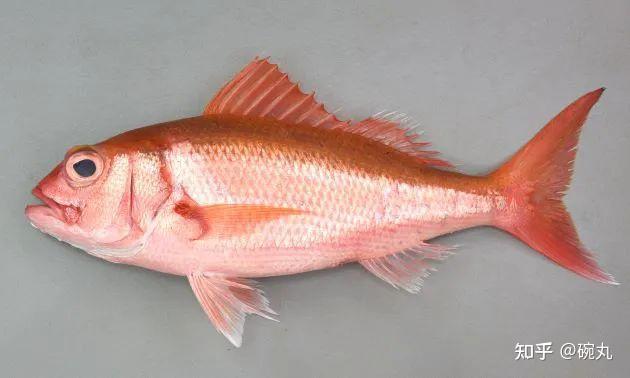 黑鯥 | 喉黑的姐妹？不不不…… - 知乎