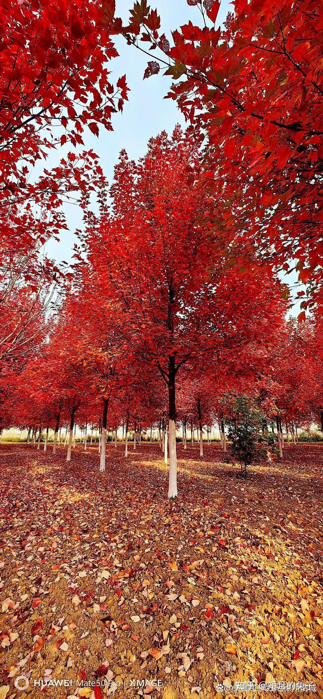 美国红枫价格2023报价表，10/12/14/15/16/18公分新美国红枫报价 - 知乎