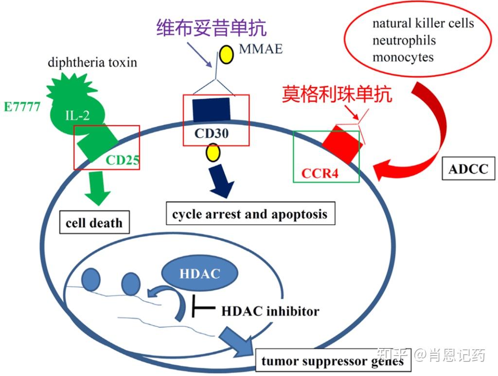 记住所有FDA生物药 | 靶向CCR4 | 惠尔金®莫格利珠单抗 | Sézary综合征、蕈样肉芽肿 - 知乎