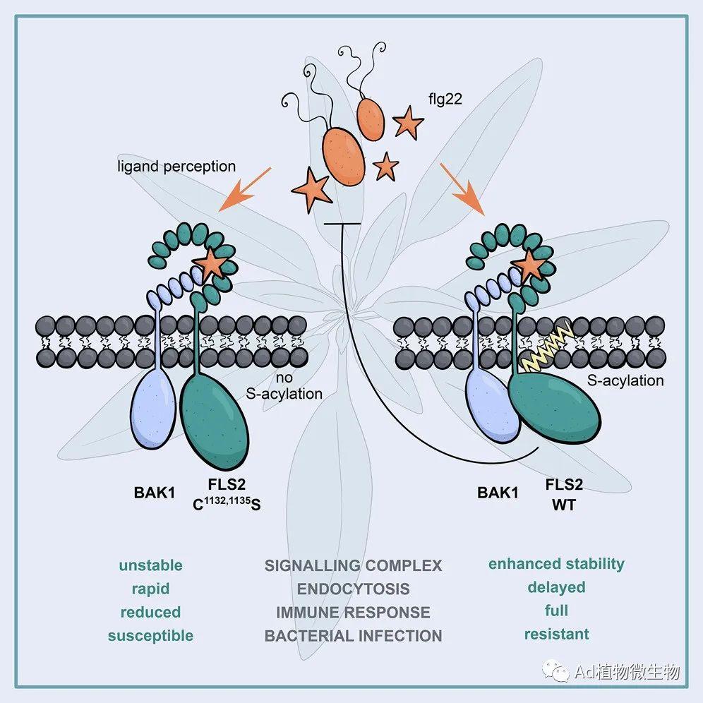 Current Biology | 研究揭示植物受体激酶的免疫信号传导机制 ！ - 知乎