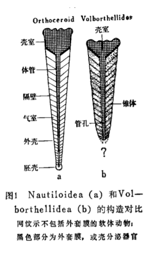 头足纲小传（29）瑕光微明：头足纲的起源，奈特氏锥 Knightoconus - 知乎