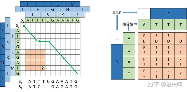 [文献精读]MACSE:考虑帧移和终止密码子的编码序列的多序列比对工具 - 知乎