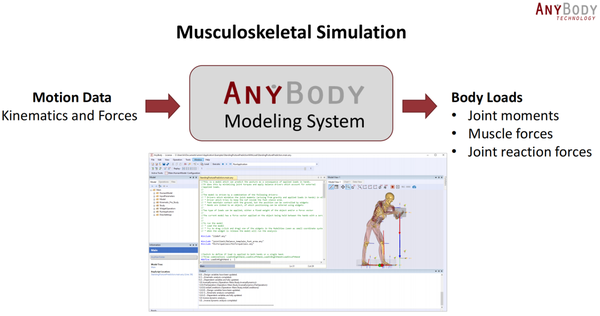 AnyBody肌肉骨骼模型在辅助装置设计中的应用 - 知乎