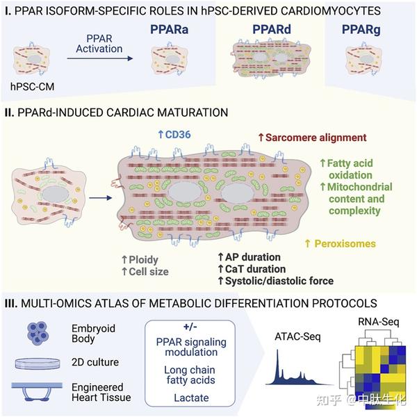 Cell Stem Cell：揭示蛋白PPARd可诱导人类多能干细胞衍生的心肌细胞快速成熟 - 知乎