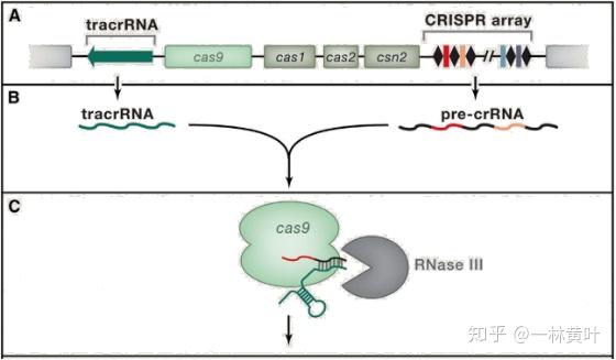 CRISPR-Cas9基因编辑技术简介 - 知乎