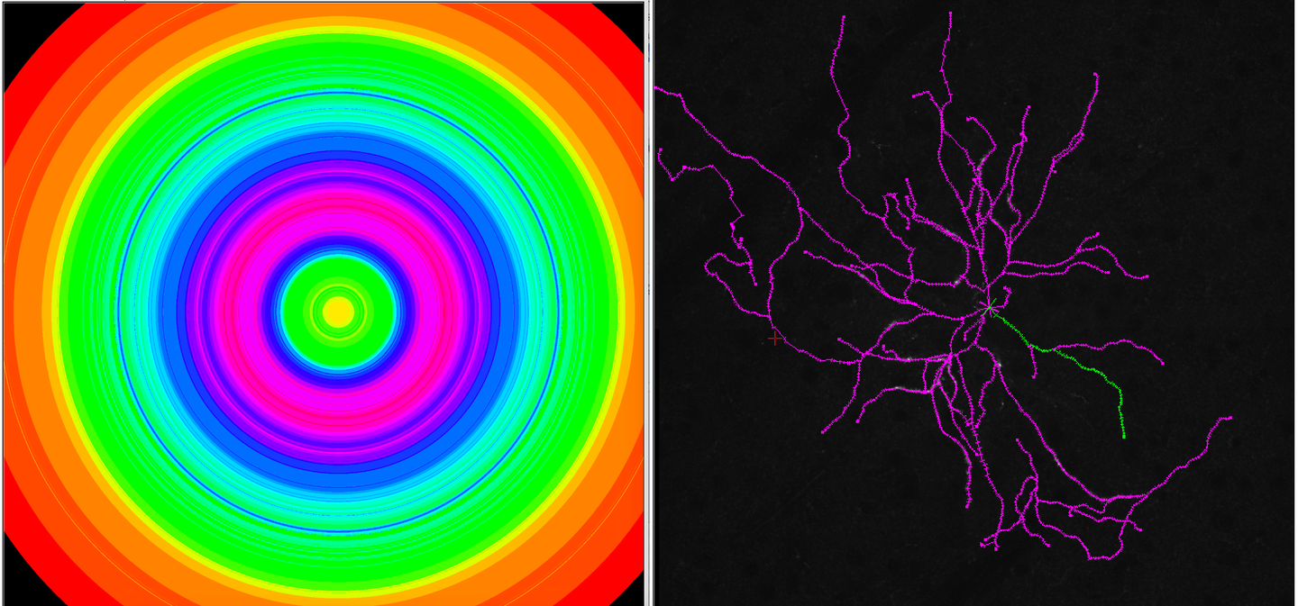 ImageJ实用技巧——Sholl Analysis（一）(插件篇) - 知乎