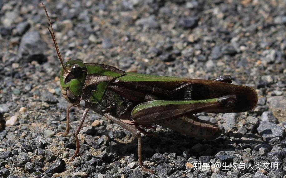 【动物界全系列】剑角蝗科—斑翅蝗亚科（六）：胫刺蝗 - 知乎
