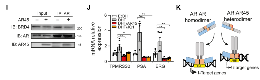 Science advances最新进展｜AR亚型2基因治疗通过抑制AR的转录活性改善脊髓延髓肌萎缩症 - 知乎