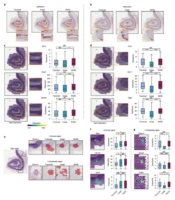 前沿技术丨利用MUSE对细胞形态和转录状态进行整合空间分析 - 知乎