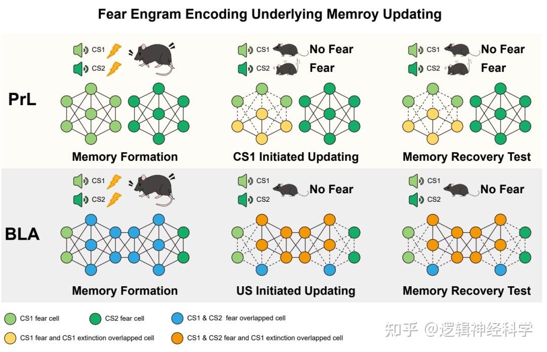 Sci Adv︱山东大学陈哲宇团队发现恐惧记忆擦除中记忆印迹细胞的编码机制 - 知乎