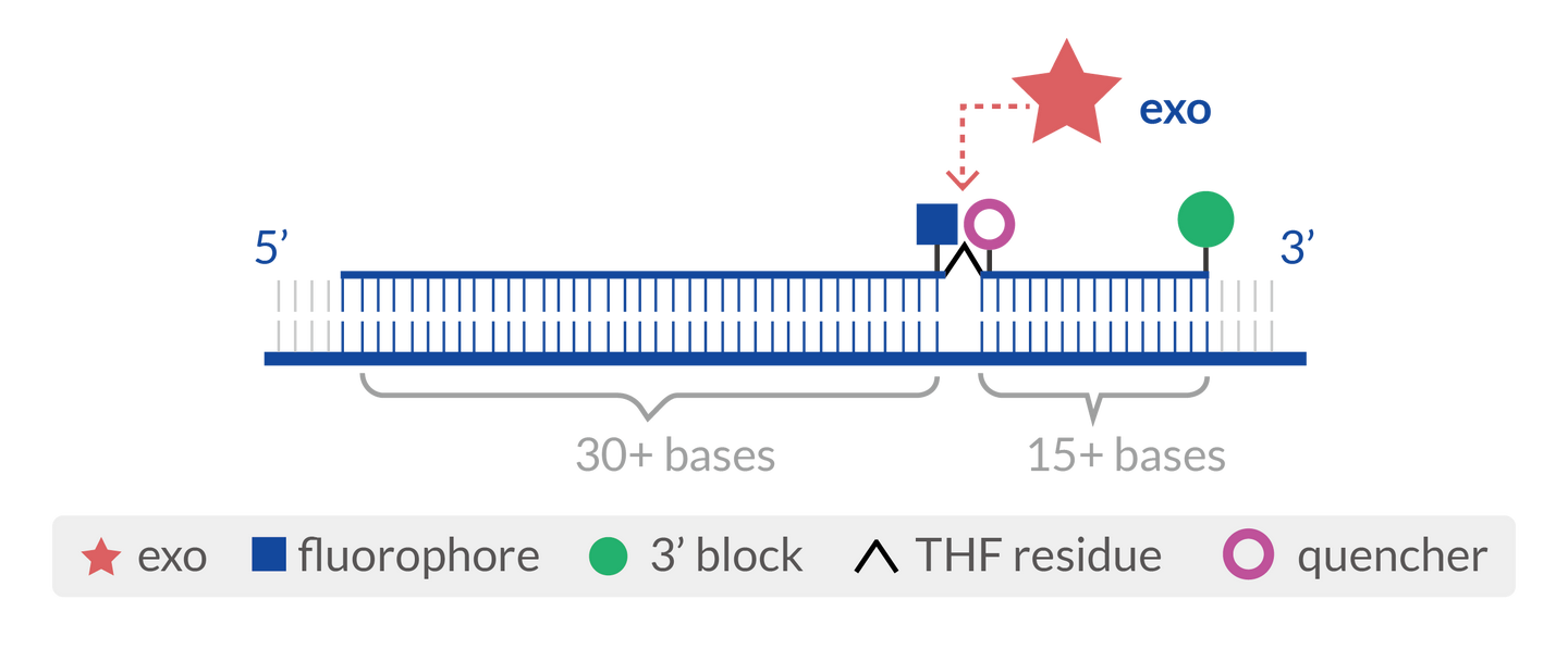修饰引物/探针系列详解—RPA/RAA探针 - 知乎