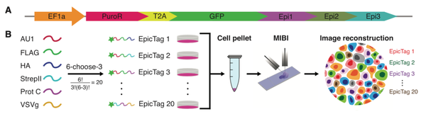 Cancer Cell 丨 条形码揭示NE与非NE癌细胞空间演化特征 - 知乎