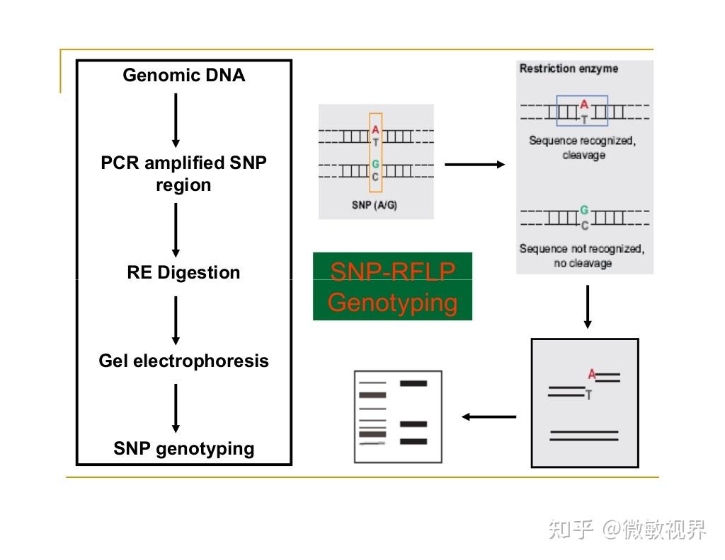 使用RPA技术和磁阻传感器、非侵入式的SNP基因分型POC装置 - 知乎