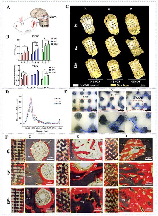 华南理工大学《Bioact. Mater.》：支架孔隙形态调节骨再生机制 - 知乎